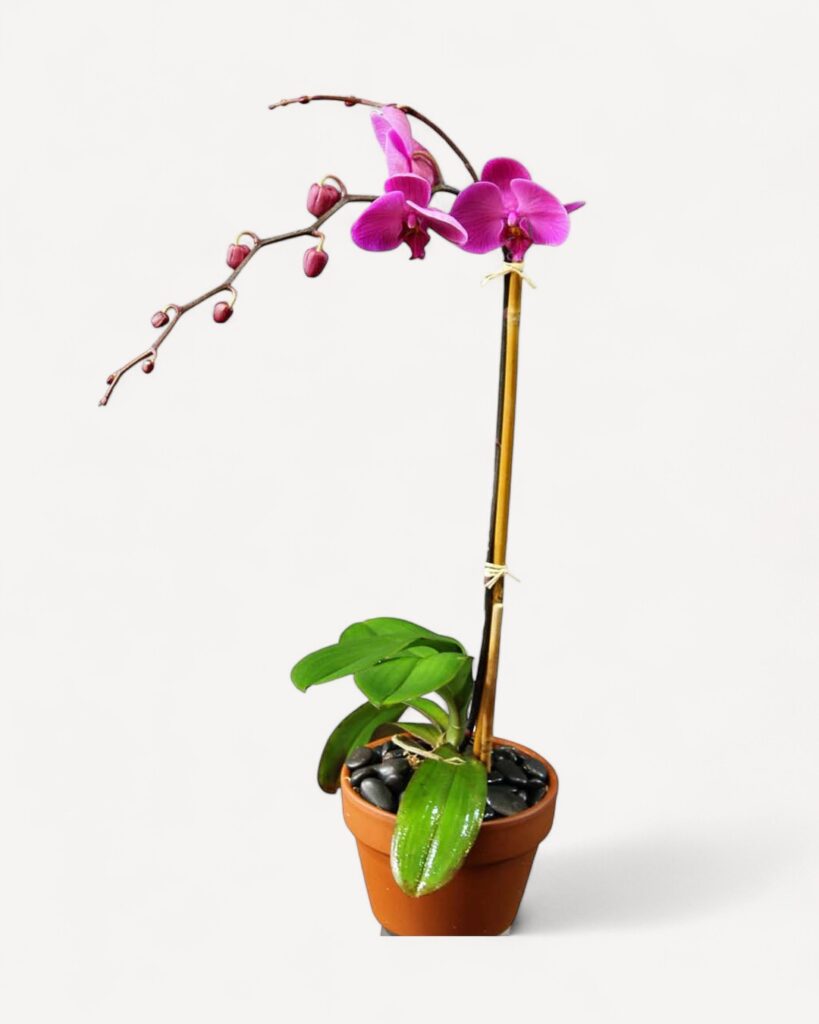Orchid Obsession Archives - Ariston Flowers