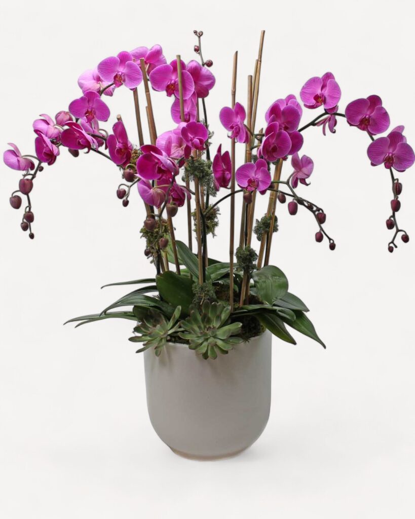 Orchid Obsession Archives - Ariston Flowers